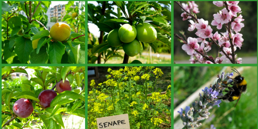 La Picasso Food Forest, un parco della sostenibilità per Parma ...